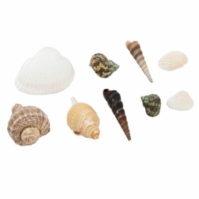 Bag of Assorted Sea Aquarium Shells - Natural Mixed Bag Value Beach ...