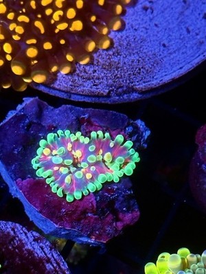 Coral Beauties Aquatics Fire Mojito Yuma Mushroom - WYSIWYG - Collector ...