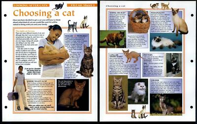 Choosing A Cat #2 Looking After Animals, Animals, Animals Fact File ...