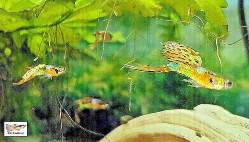 PK Endlers ROSEAURA ENDLER - CHOOSE OPTIONS | eBay