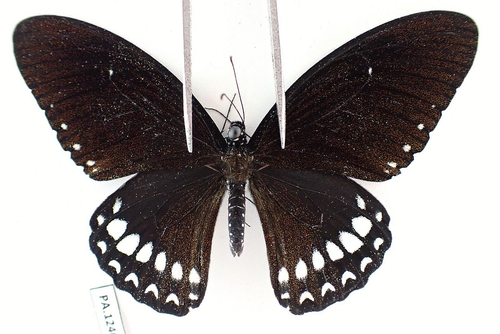PA12402. Unmounted butterflies: Papilio sp. Vietnam. Dong Nai | eBay