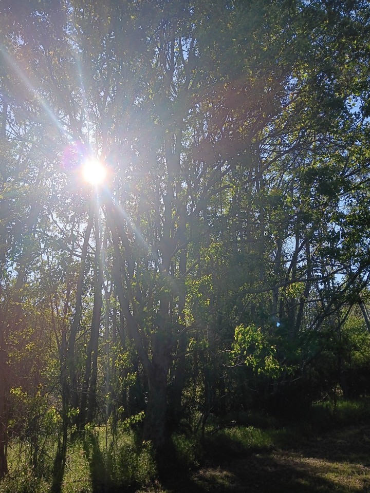 LIVE 2ft CHINESE TALLOW TREE POPCORN CHICKEN FLORIDA ASPEN TRIADICA ...