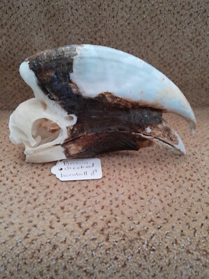 Taxidermy skeleton bones bird voodoo tattoo SKULL BROWN-CHEEKED ...