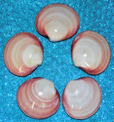 POLISHED CODAKIA TIGERINA PAIR SEA SHELL TROPICAL AQUARIUM | eBay