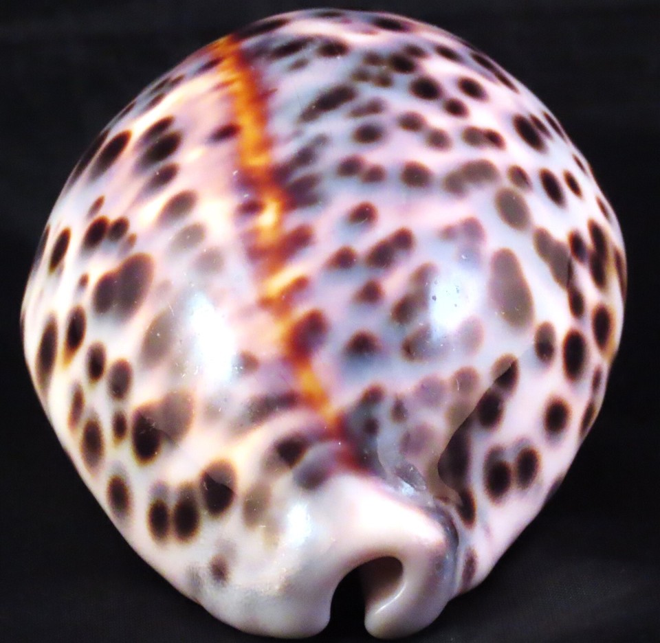 Cypraea Tigris Hawaiian Tiger Cowry Seashell Medium Size 82.55mm (AA ...