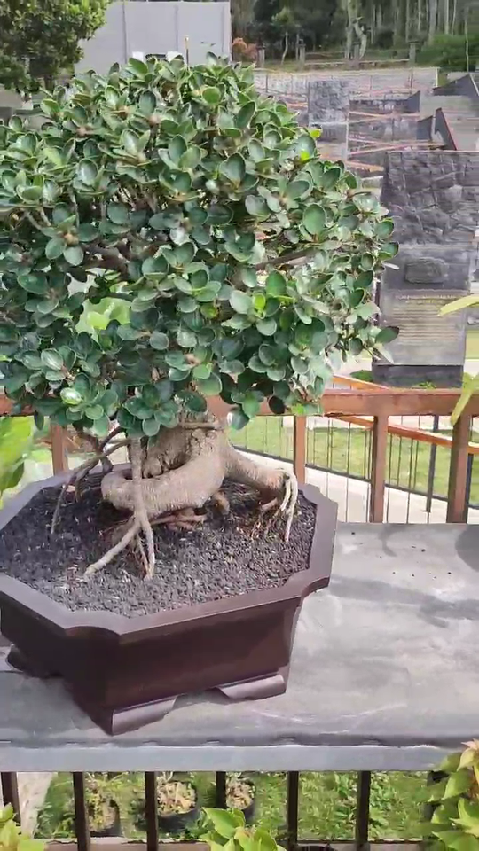 Bonsai tree || Ficus microcarpa || Green Island old tree | eBay
