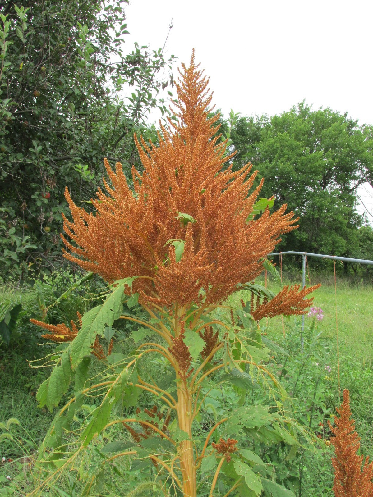 Golden Giant Amaranth seed (Amaranthus cruentus) 300 to 25,000 seeds | eBay
