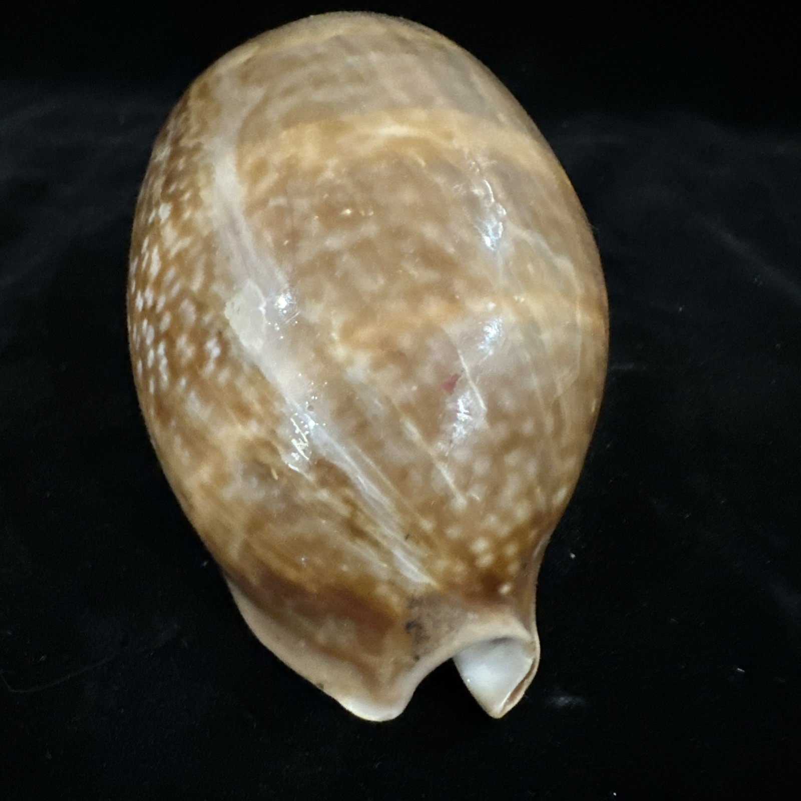 Seashell Cypraeidae Atlantic Deer Cowrie 139.7mm Giant Size Form And ...