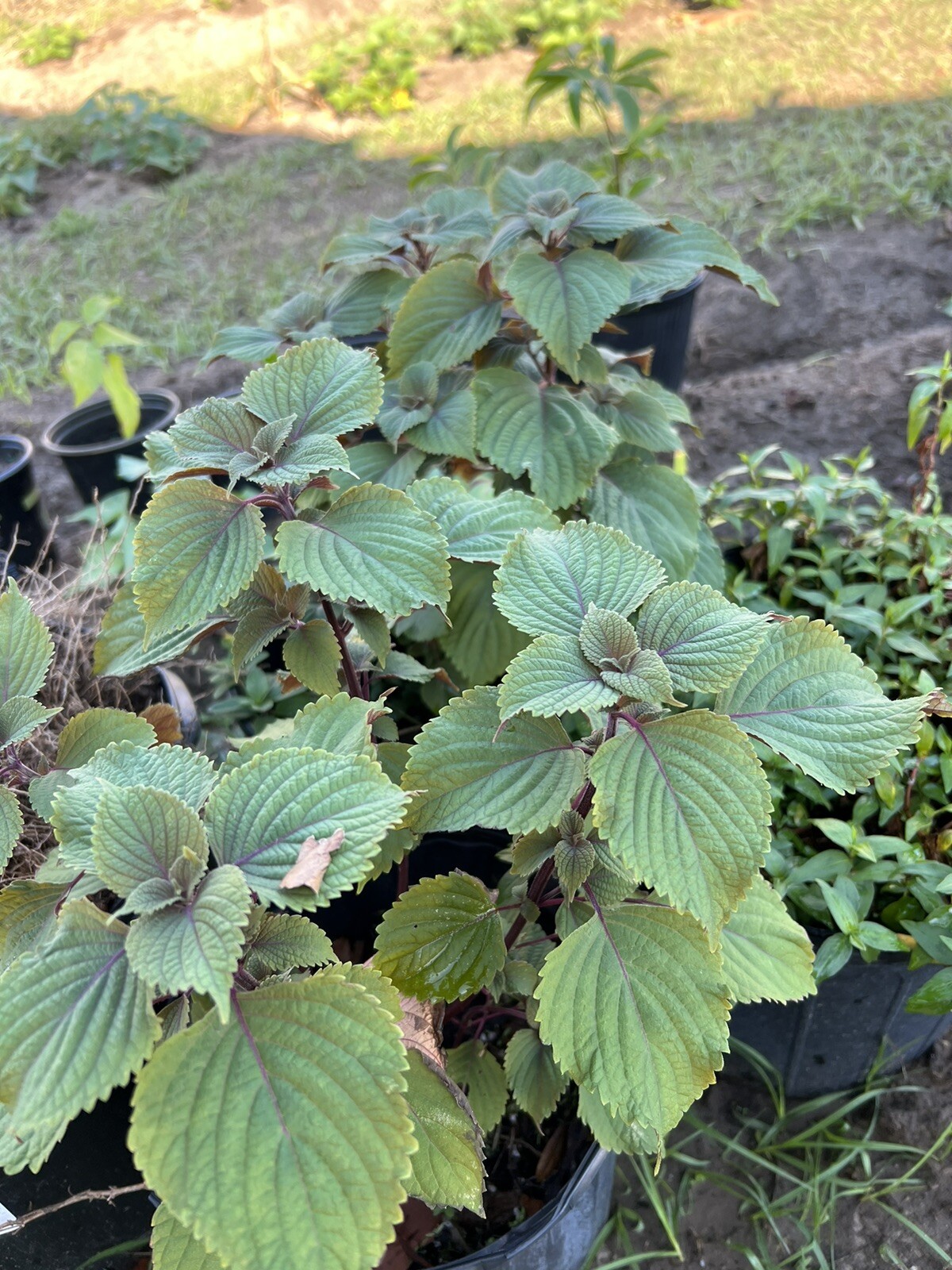 3 Shiso Perilla Live Plant Green Purple Beefsteak Plant Ready To Plant (Tía Tô ) | eBay