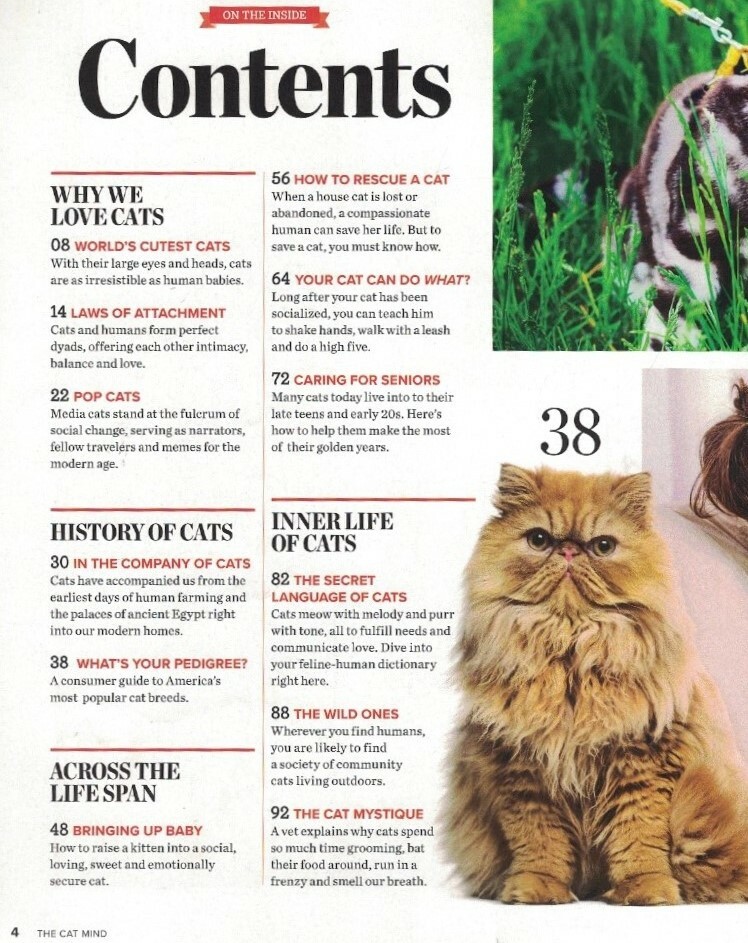 Inside Your Cat's Mind - 2019 Centennial Health Magazine Updated ...