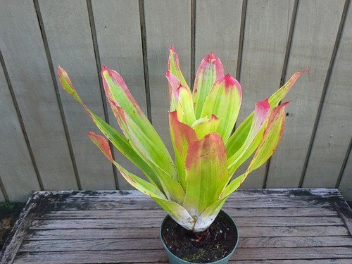 Hohenbergia Castellanosii f. variegata rare variegated bromeliad 6''pot ...