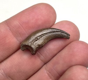 thedinosource | eBay Stores