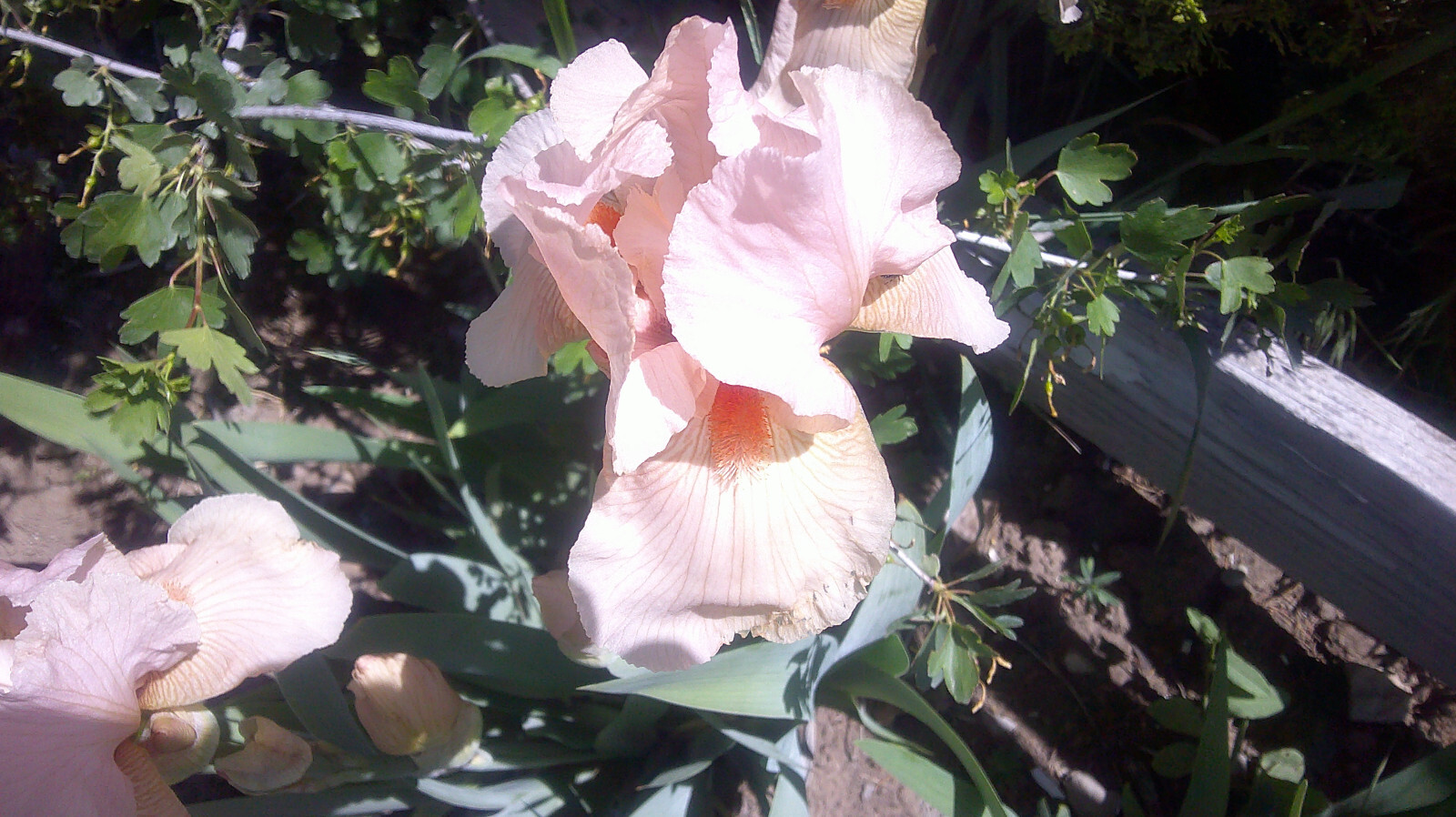 Tall Bearded Iris Pink / Freshly Dug 1 Rhizomes | eBay