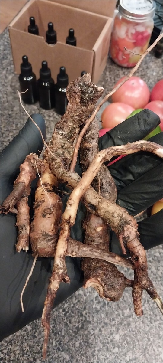 Sassafras Roots For Tea Tree