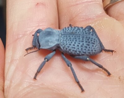 Flawed Blue Feigning Death Beetle (Group of 20!) WHOLESALE PRICE! | eBay