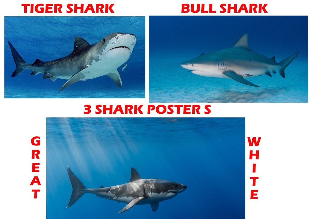 Bull Shark Vs Tiger Shark Tiger Sharks Of Beqa Lagoon Aquaventure