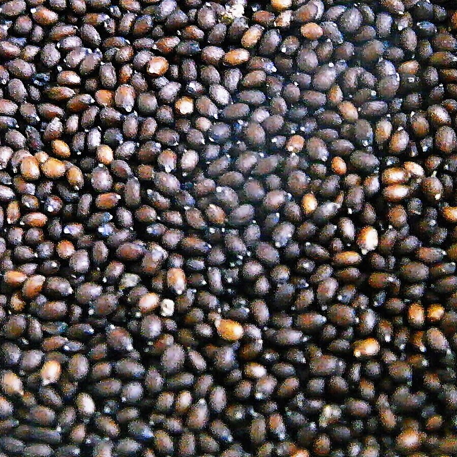 Holy Basil Seeds