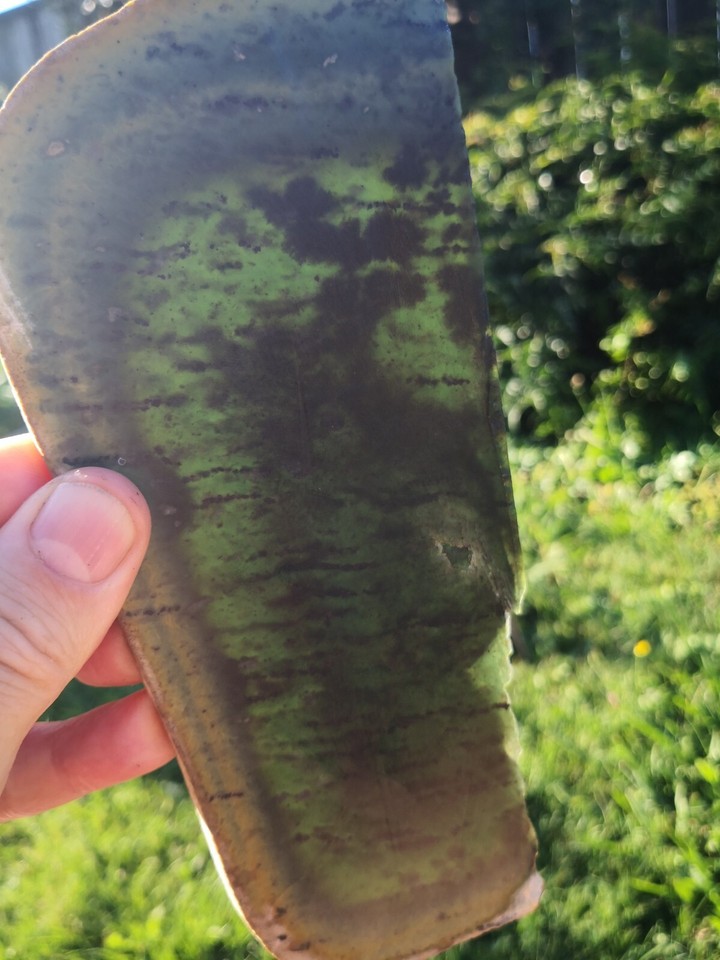 Greenstone Pounamu Natural NZ Nelson Nephrite Jade Kokopu Slab lapidary ...
