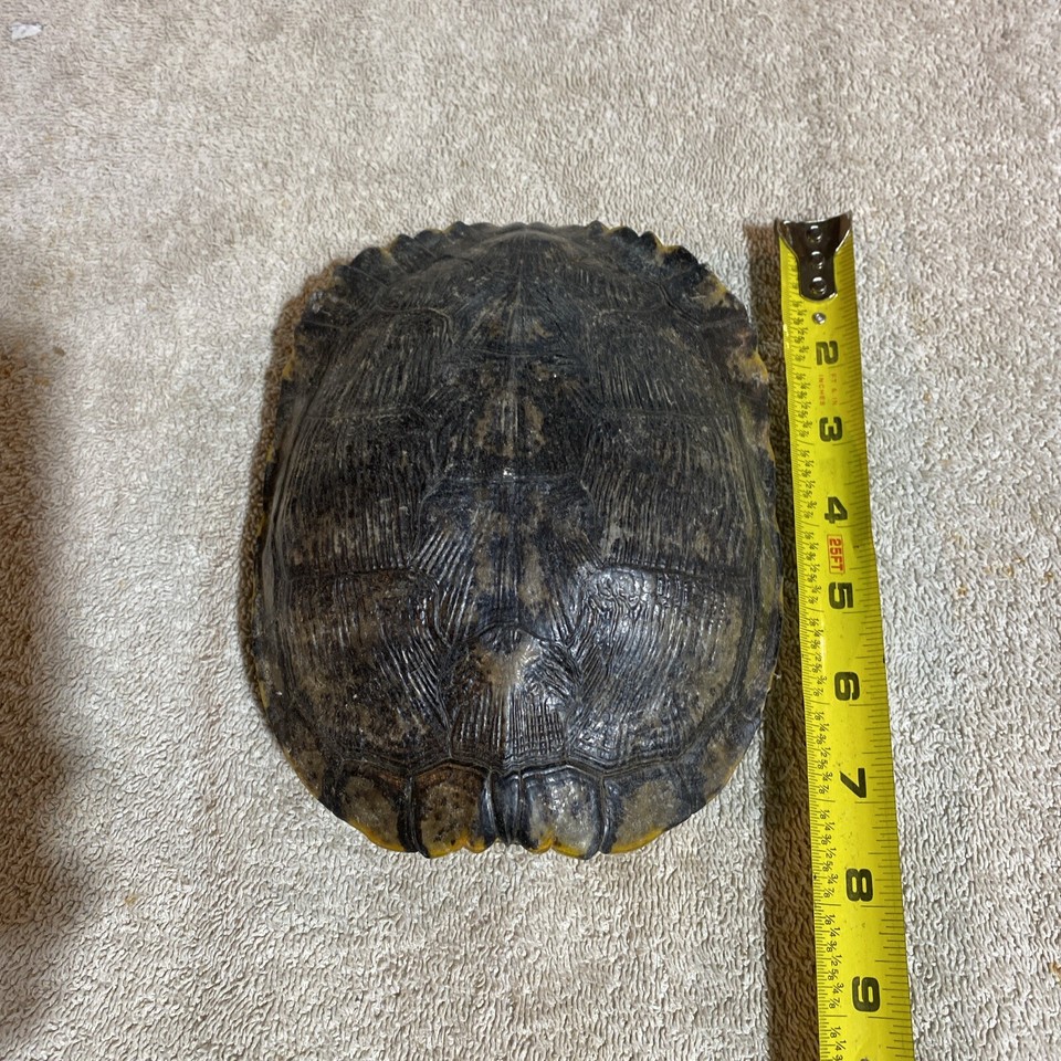 1 Red Eared Slider Turtle Shell 7”- 8”Taxidermy Oddity Craft Art decor ...