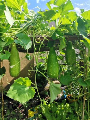 20 Bangladeshi Lau Khodu Seeds Pani Kodu Bangla Gourd Seeds Bottle ...