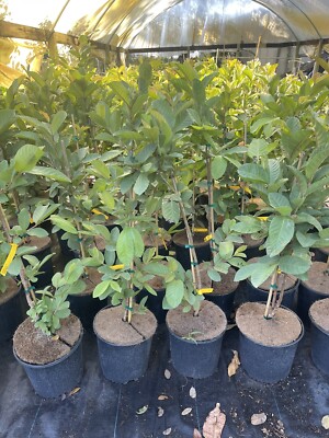 Kilo Thai Guava 3 gallon 3 feet tall. | eBay
