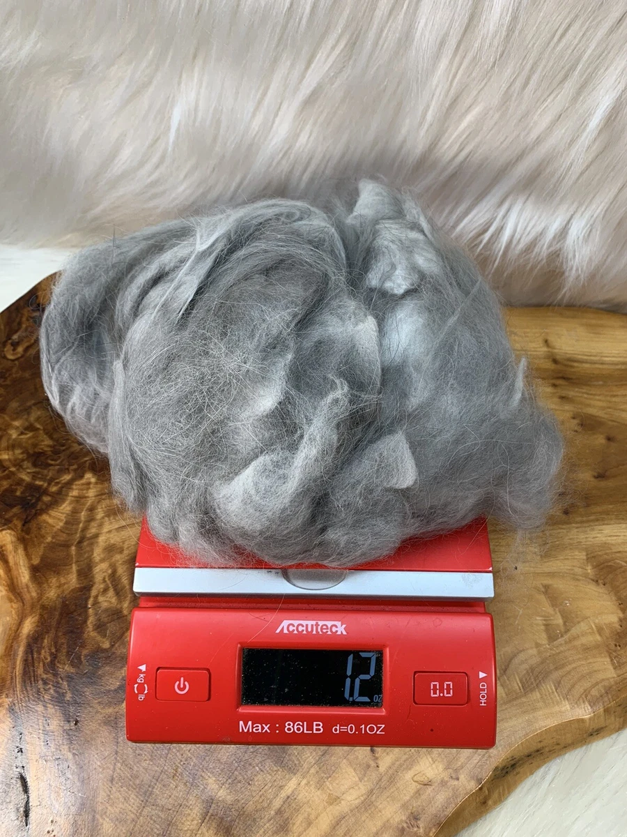 Blue French Angora Rabbits