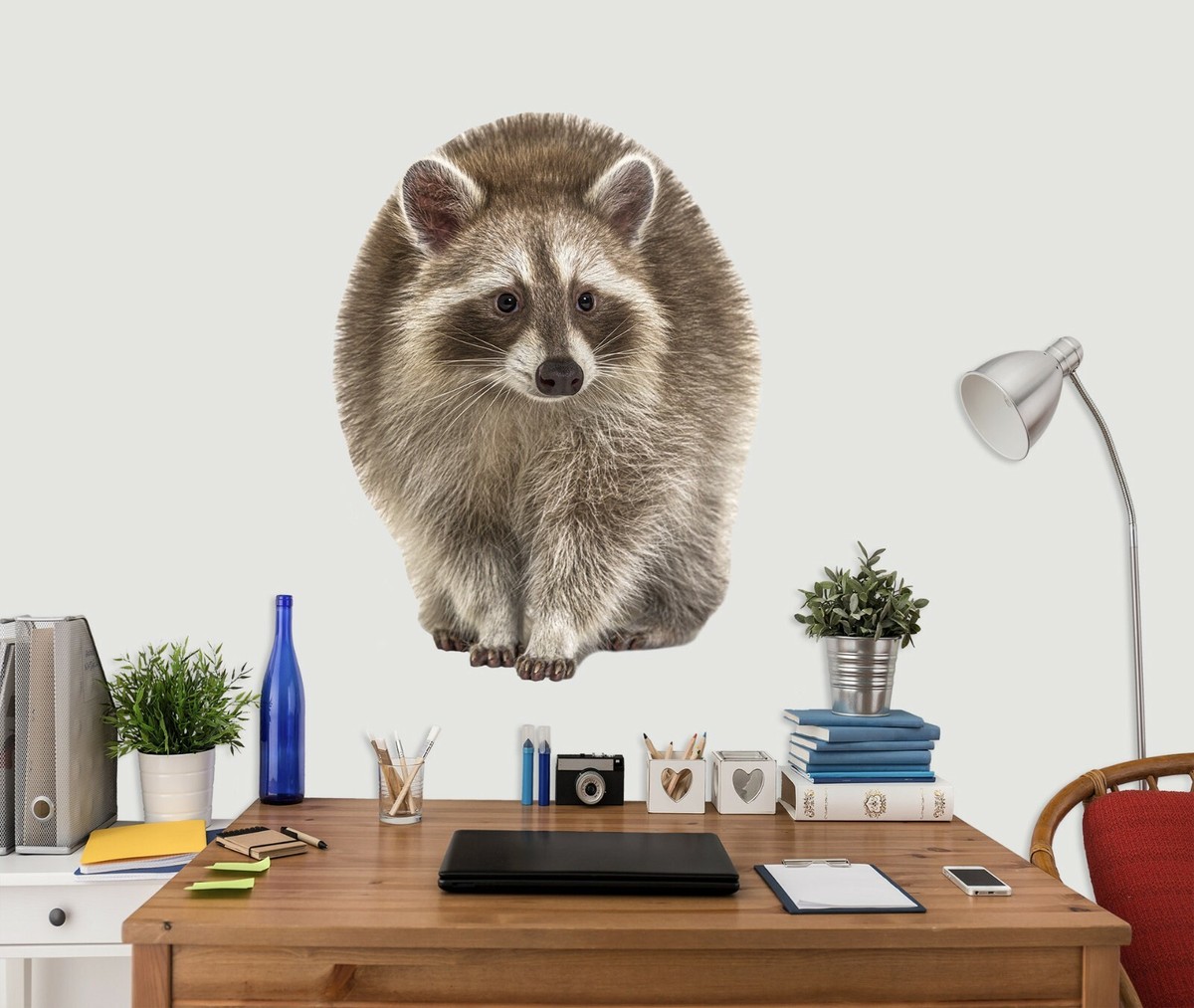 Raccoon Wallpaper Raccoon Falls Through Classroom Ceiling As Animals