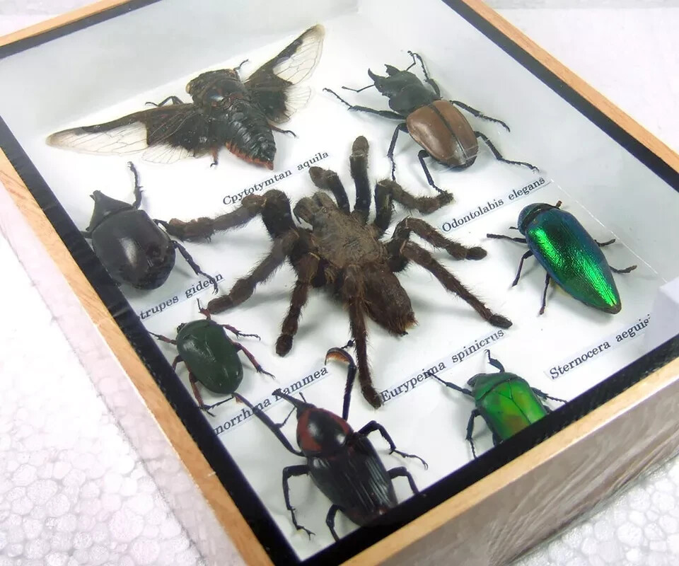 Real Insect Taxidermy Display Framed Box Butterfly Art Entomology ...