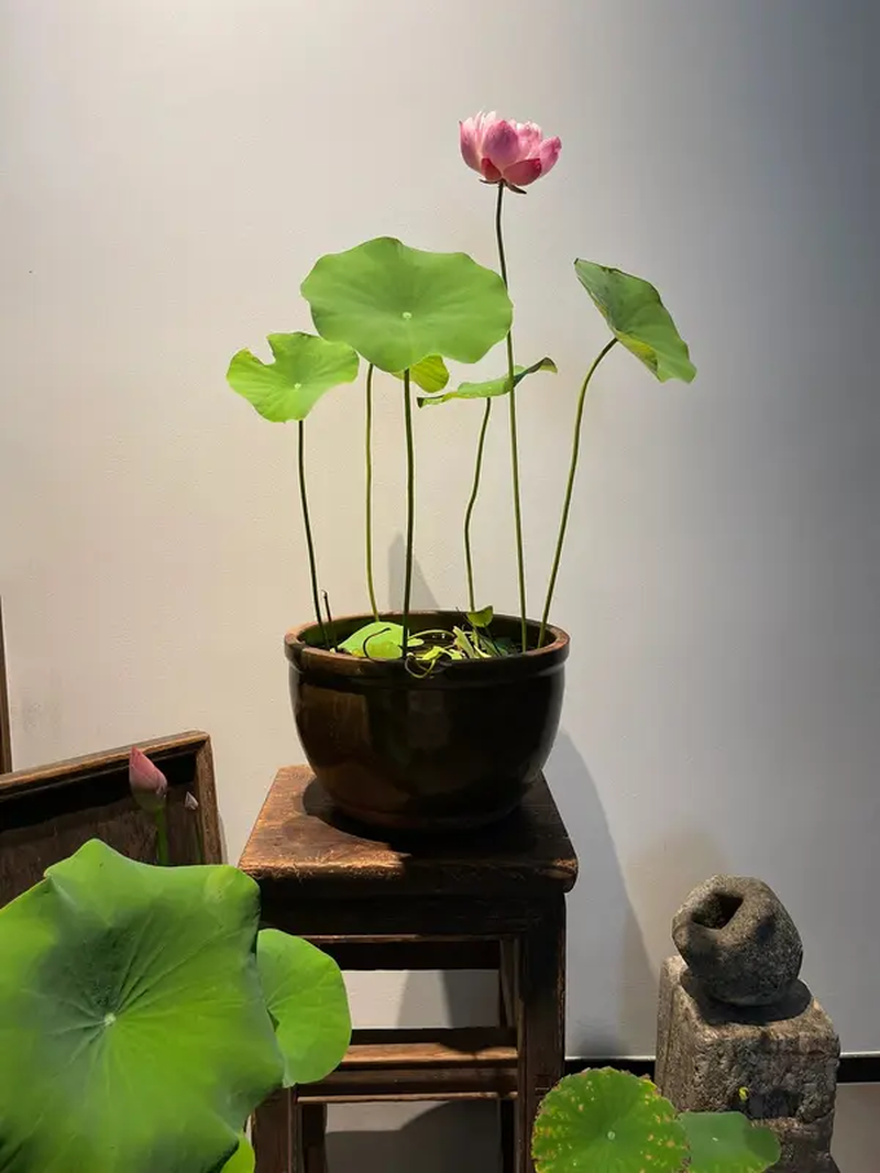 Lotus Seeds for Hydroponics, Indoor Potted Plants, Easy Care Greenery ...