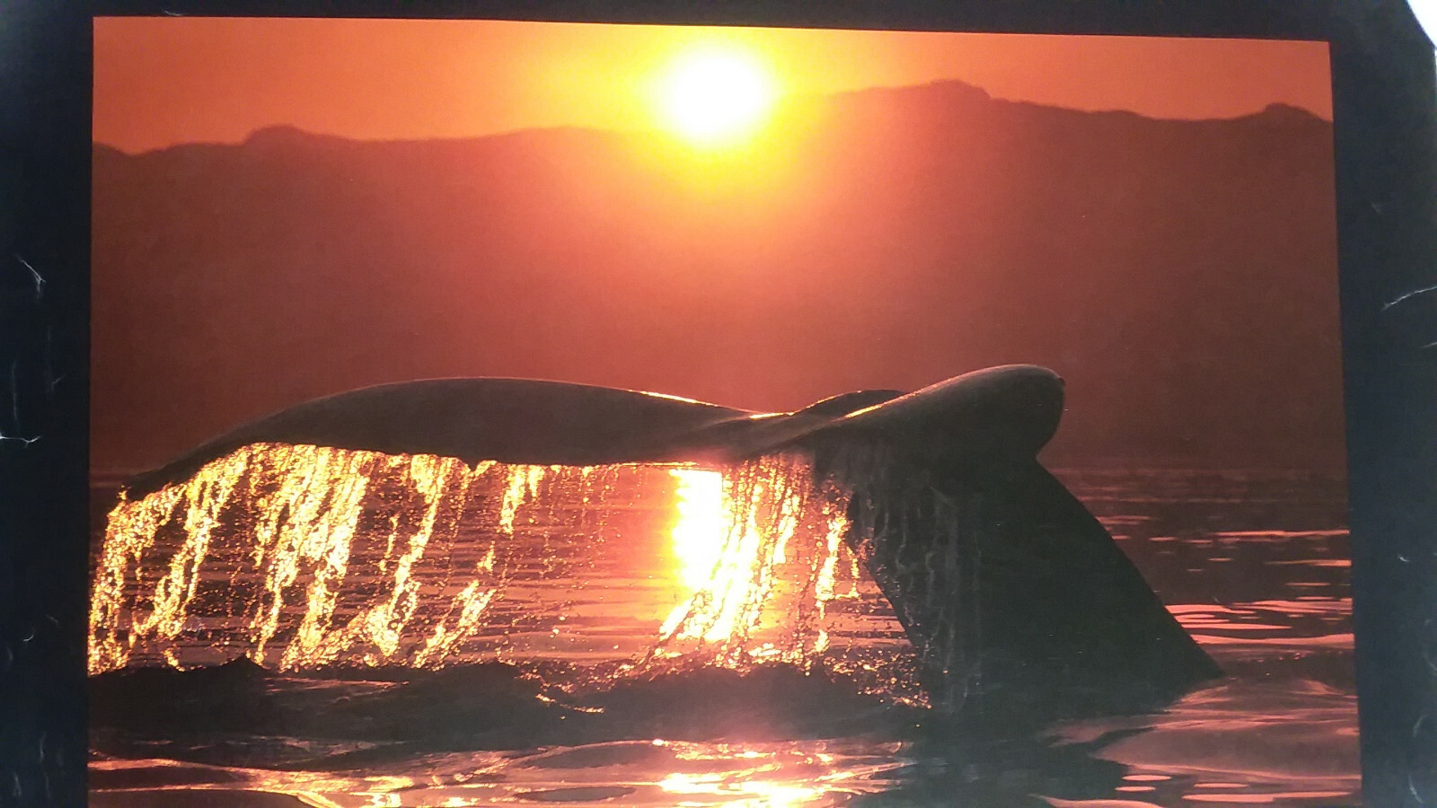 BOB TALBOT- Signed "Soleil Humpback Whale"- (1990)- Printed Art Poster ...