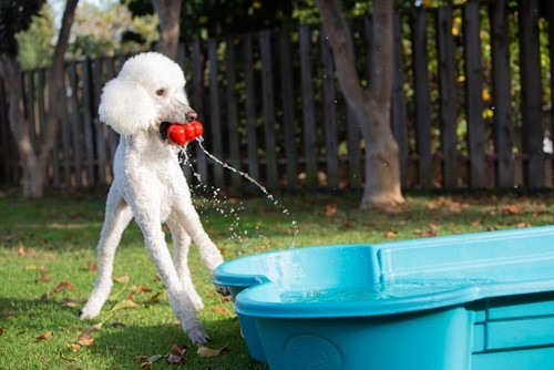 One Dog One Bone Bone Shaped Summer Dog Tub - Blue for sale online | eBay