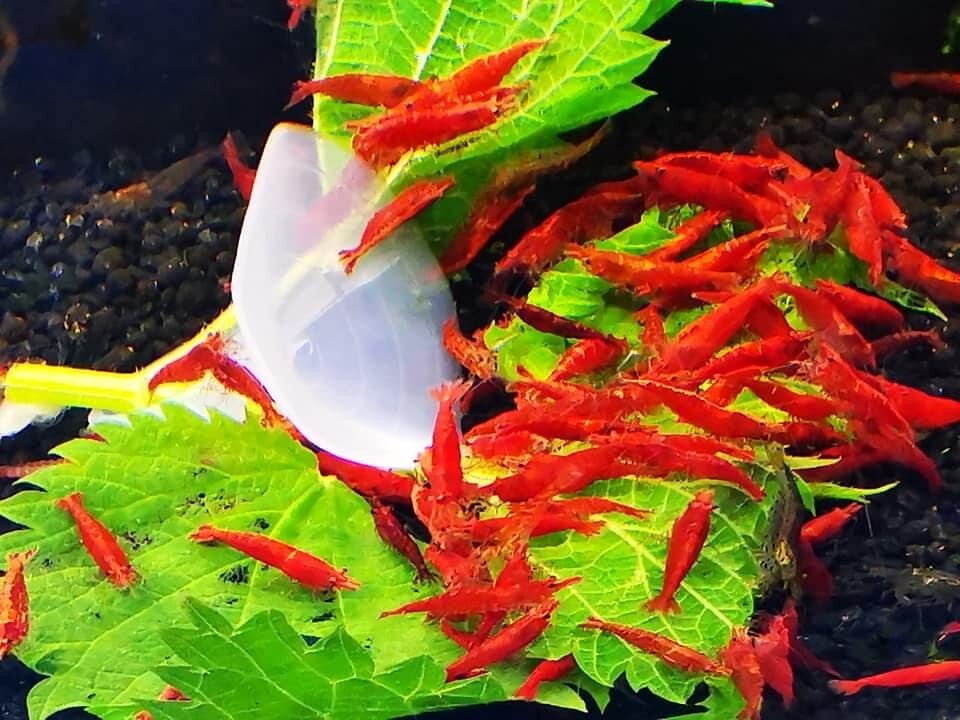 10+1 Fire Red Cherry - Freshwater Neocaridina Aquarium Shrimp. Live ...