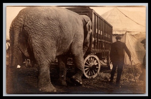 RPPC Barnum & Bailey Elephant & Trainer Near a Circus Tent and Wagon | eBay