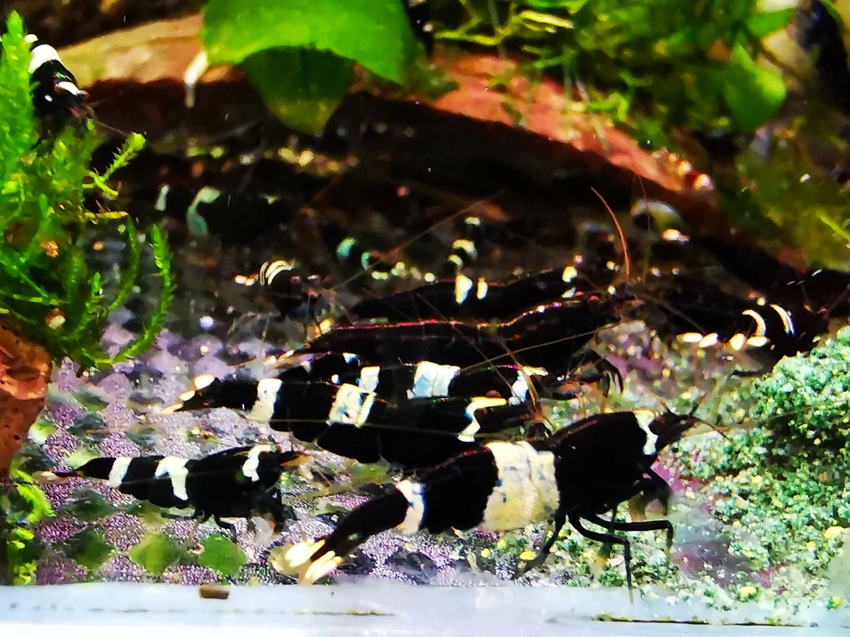 Black Bee Shrimp