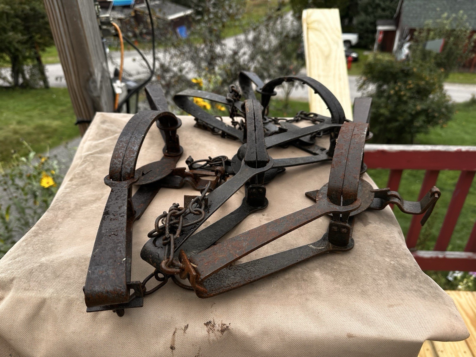 4 Victor No. 4 Double Long spring Traps Coyote Beaver Bobcat Trapping ...