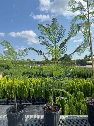 Jacaranda Tree Live Plant Mimosifolia Flowering Purple 1 Gal Pot 1-2 ...