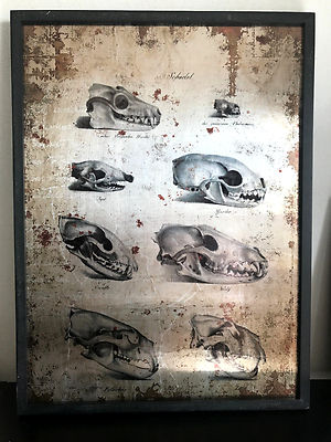 Cabinet of Curiosities Frame Rusty Metal Skulls Effect 60x80 cm! | eBay UK