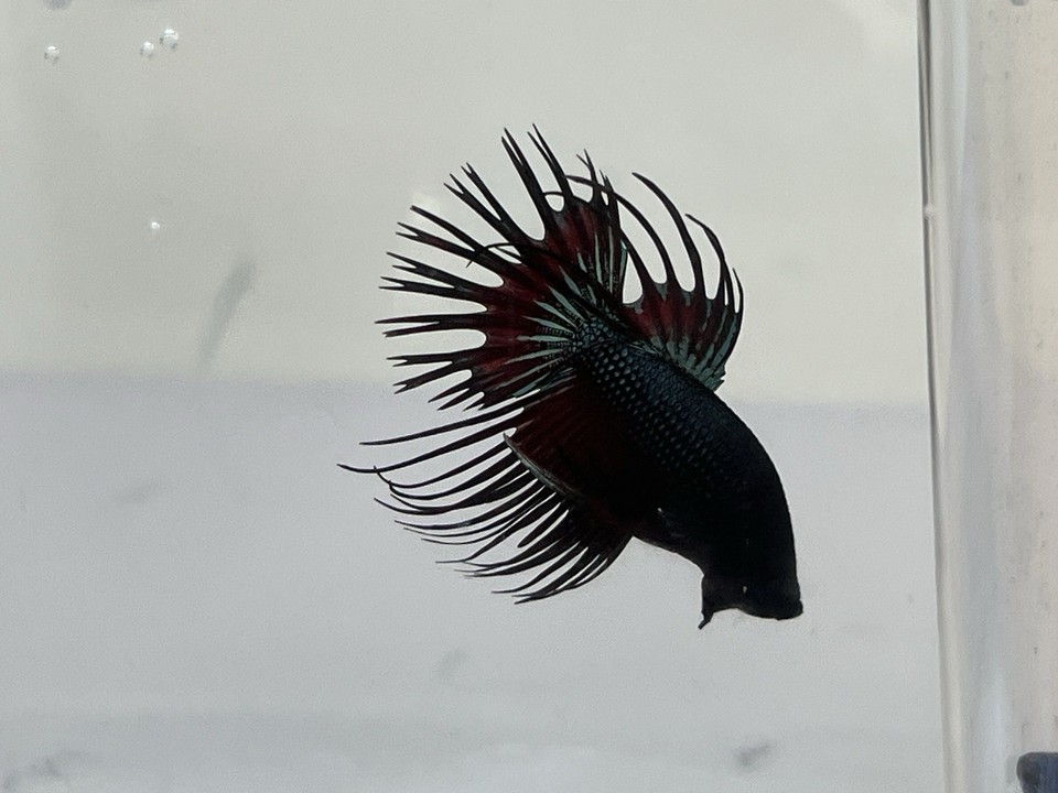 Male Betta Fish - Cuban Betta Fish | eBay