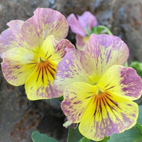 150+ Pansy Seeds (Viola) - Fragrant, Flower Seeds, Annual Seeds, Garden ...