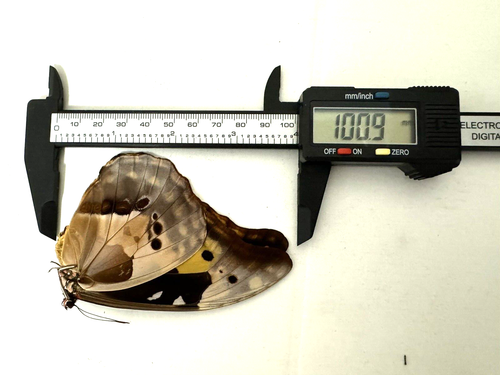 MORPHIDAE- MORPHO RHETENOR HELENA FEMALE A1- GOOD CONDITION UNMOUNTED ...