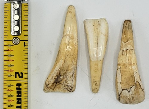 Buffalo Teeth Last Half Of 19th Cent Drilled For Necklace | eBay
