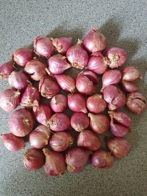 Red Sun Shallot Onion Sets - 15 Bulbs - Ready To Plant And Harvest This ...