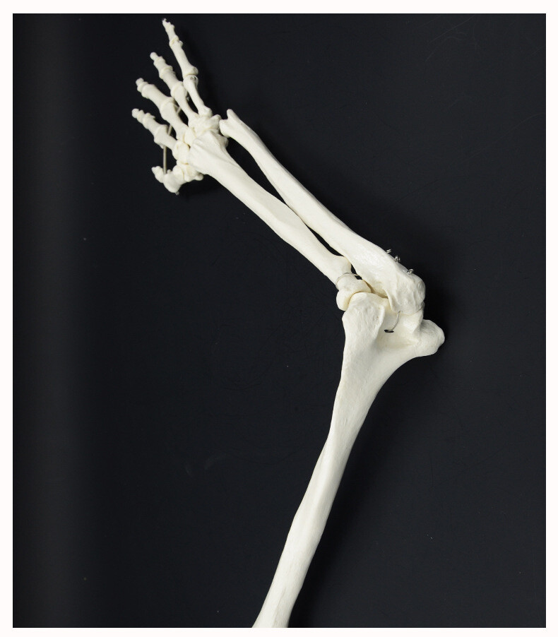 Real Human Arm