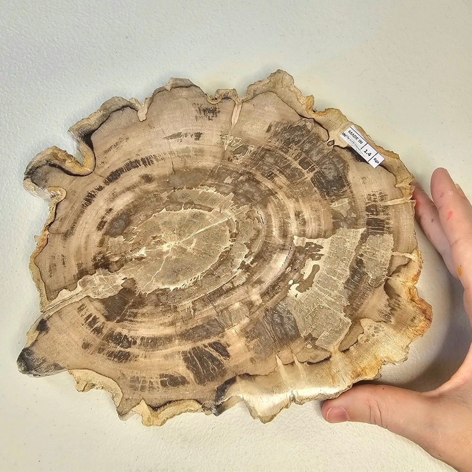 Petrified Wood Indonesia Fossilized Slab Slice Crystals Minerals Paw ...