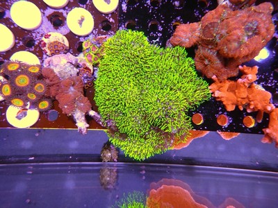 Bright Green Gsp Rock Marine Aquarium | eBay UK