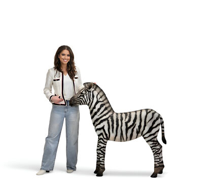 Zebra Statue - Baby Zebra Statue - Life Size Zebra Foal Statue - Indoor ...