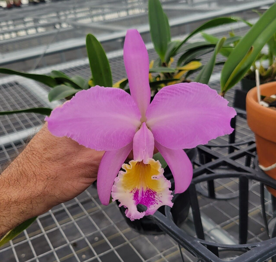 Cattleya mossiae v. coerulea x semi-alba sib nice BS plants great ...