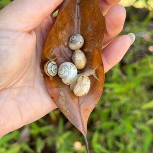 SnailySnails | eBay Stores