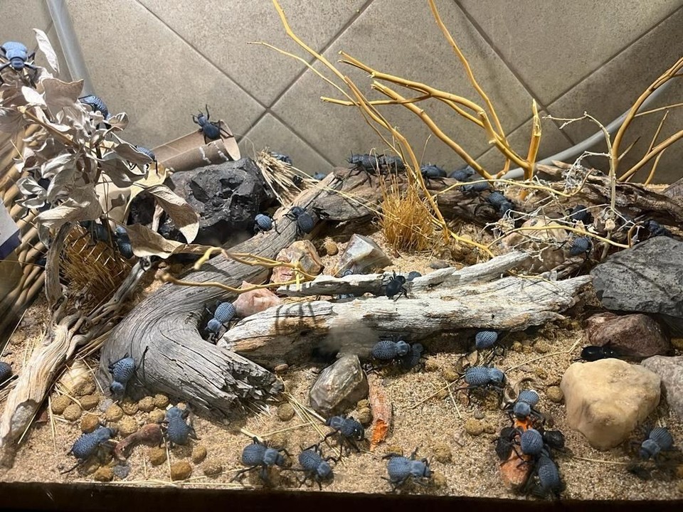 Flawed Blue Feigning Death Beetle (Group of 20!) WHOLESALE PRICE! | eBay