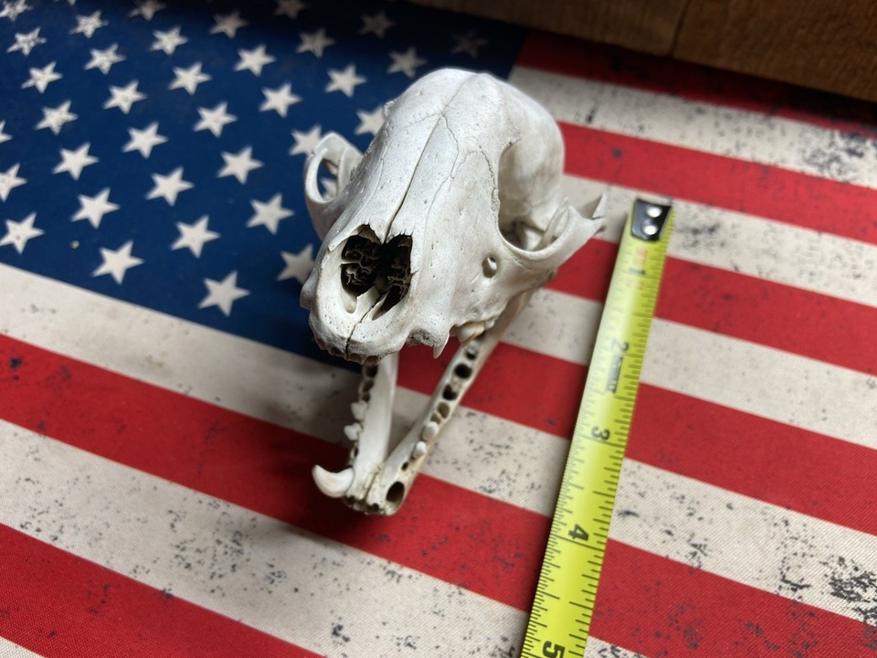 Raccoon Skull, Natural Oddities, Taxidermy, Bone Crafts, Weird Art ...